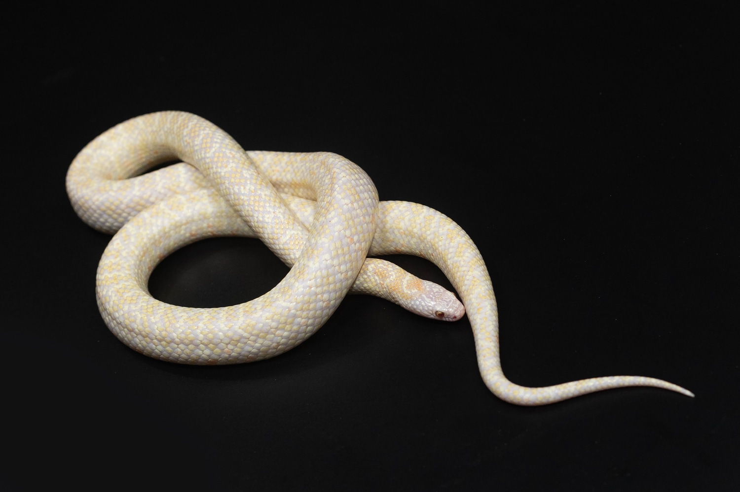 Hybino Florida Kingsnake by Good Earth Reptiles - MorphMarket