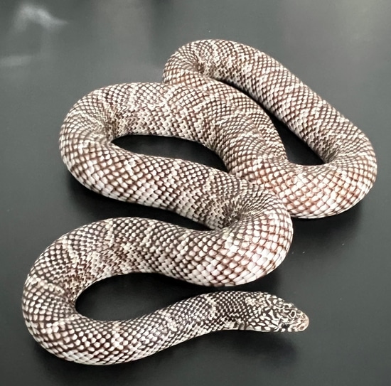 Axanthic Het Whiteside Florida Kingsnake by Good Earth Reptiles