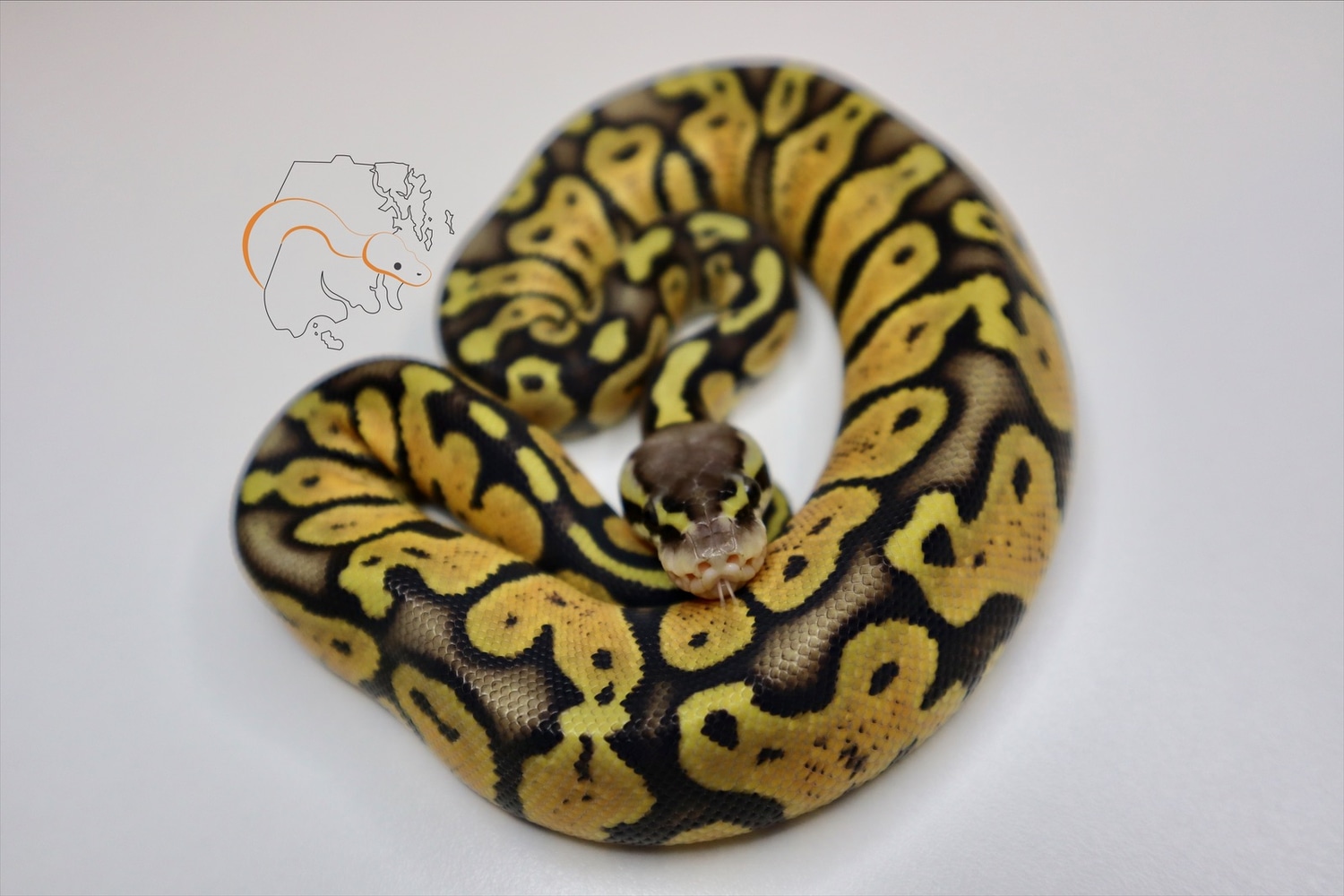 Super Pastel Ball Python by Bronx Boy Reptiles - MorphMarket