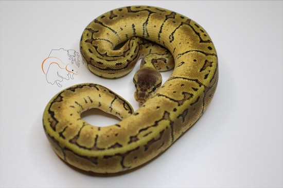 Lemonblast Ball Python by Bronx Boy Reptiles