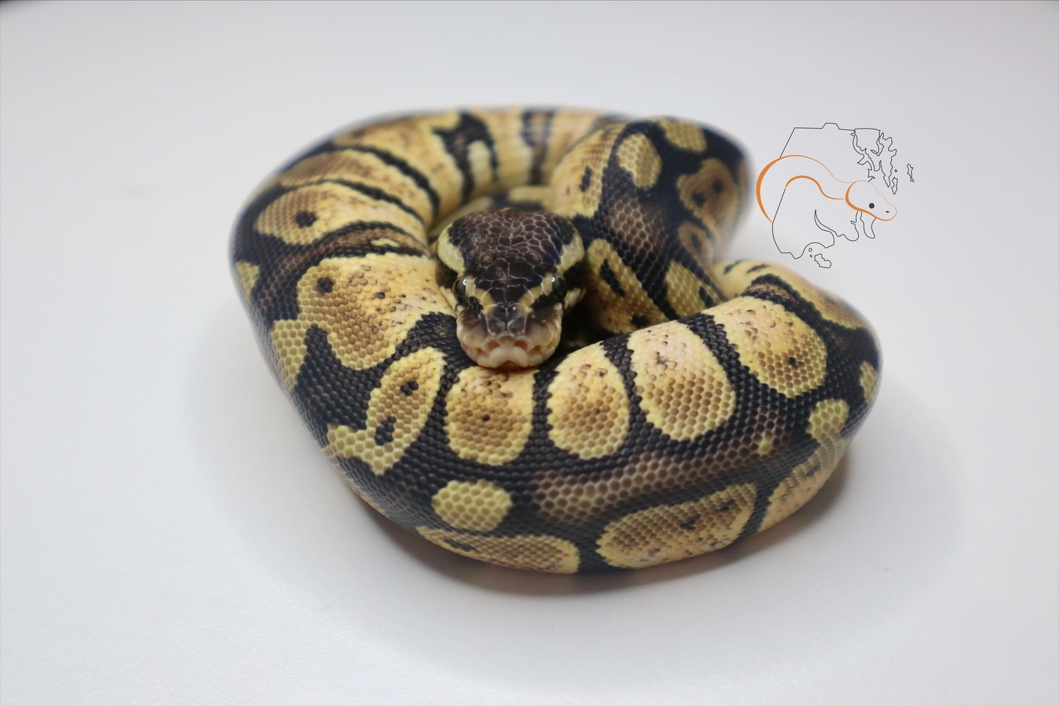Pastel Yellow Belly Ball Python by Bronx Boy Reptiles - MorphMarket