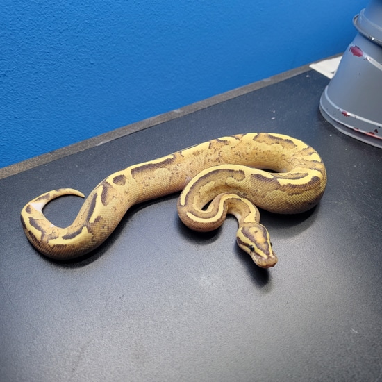 Disco Inferno Ball Python by Crouse Exotics