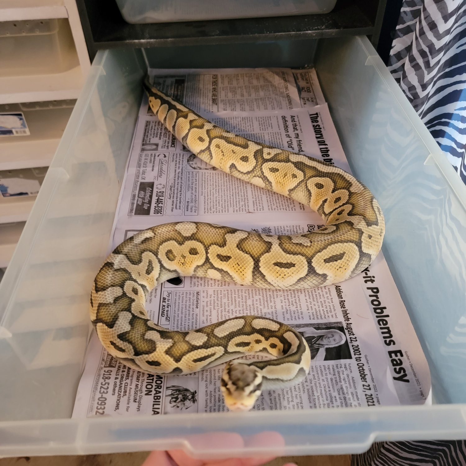 Hypo Pastel Vanilla Special Poss Blade Ball Python by Crouse Exotics - MorphMarket