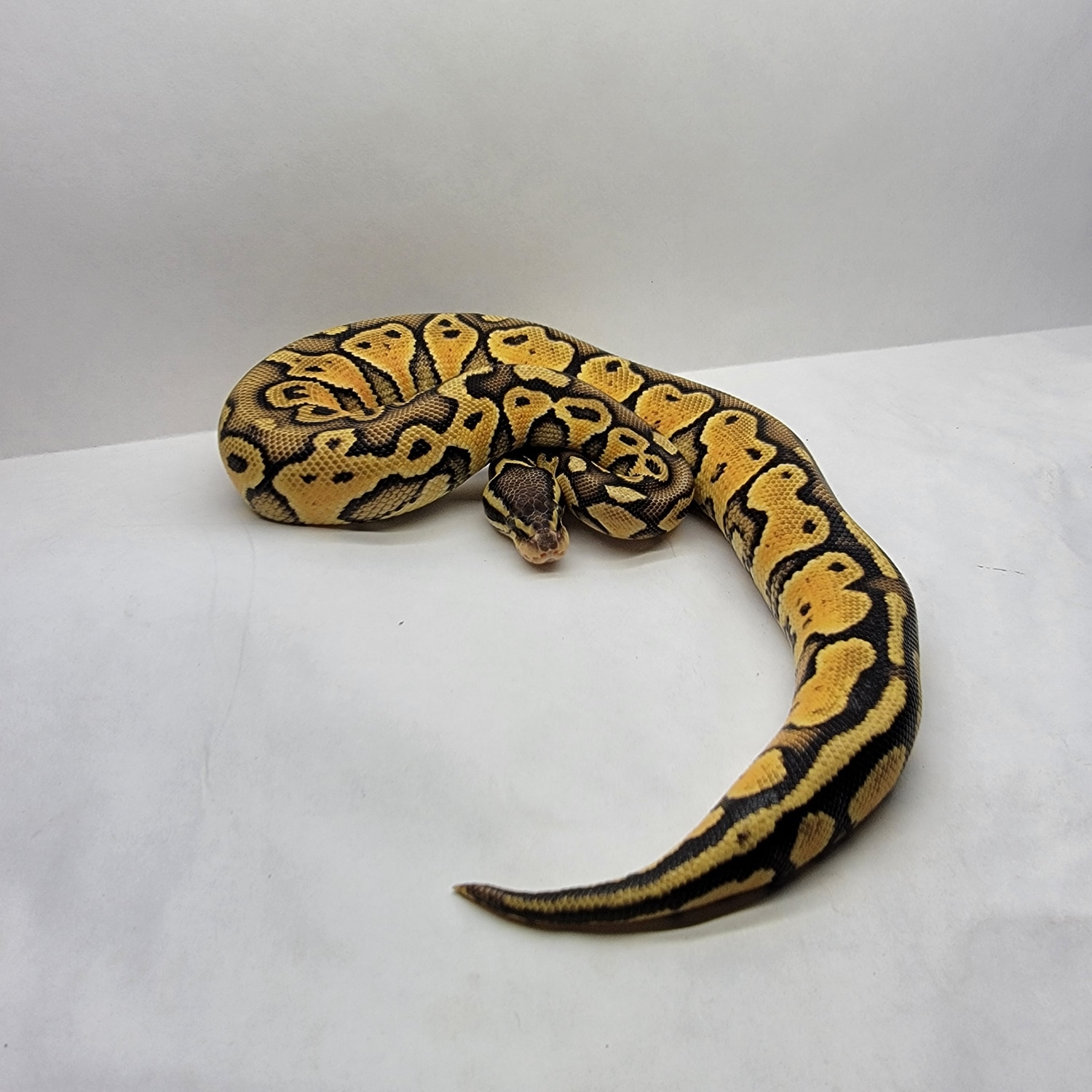 Super Pastel Vanilla Special Asphalt/yb Het Hypo Ball Python by Crouse ...