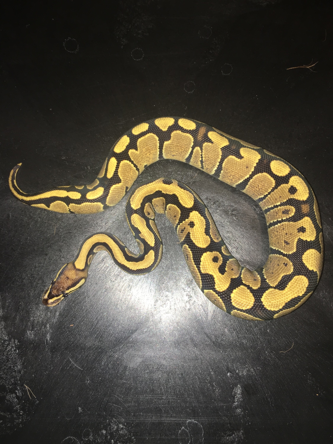 Fire/disco Ball Python by Sweet Serpents Tampa - MorphMarket