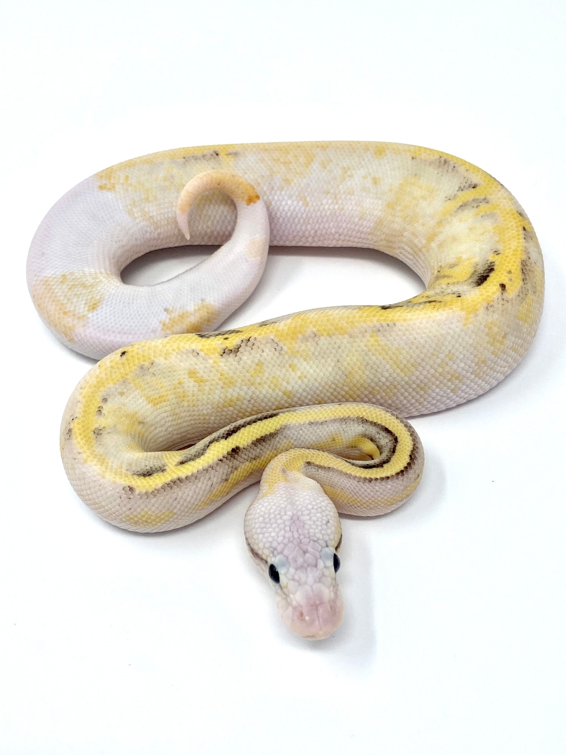 Super Pastel Disco Inferno Ball Python by Sweet Serpents Tampa - MorphMarket