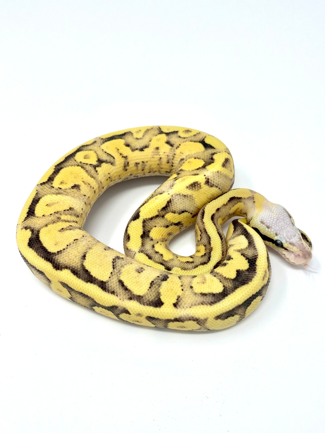 Vanilla Scream Ball Python by Sweet Serpents Tampa - MorphMarket
