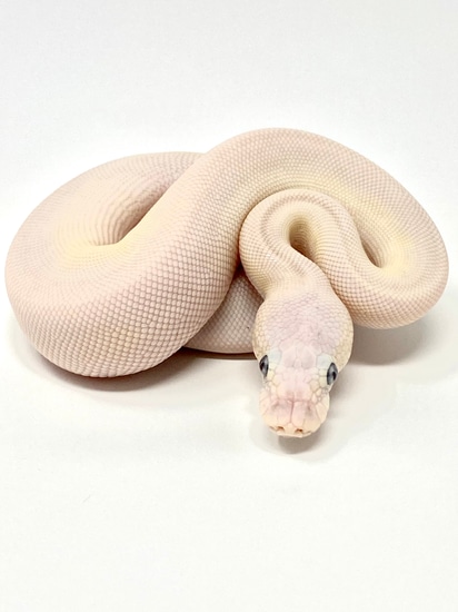 BEL (Lesser Mojave) +++ Ball Python by Sweet Serpents Tampa