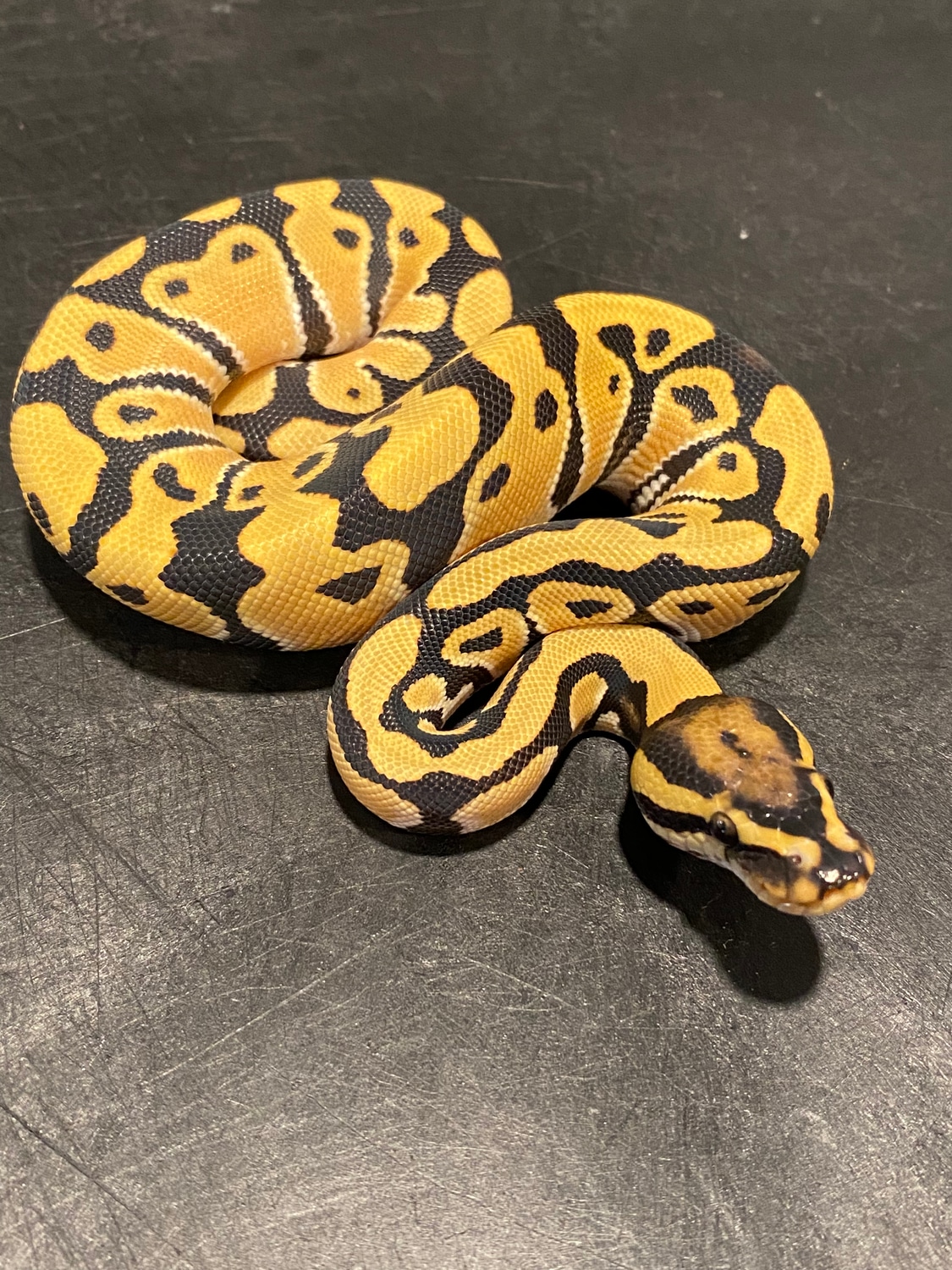 OD Dg 66% Het Clown Ball Python by Sweet Serpents Tampa - MorphMarket