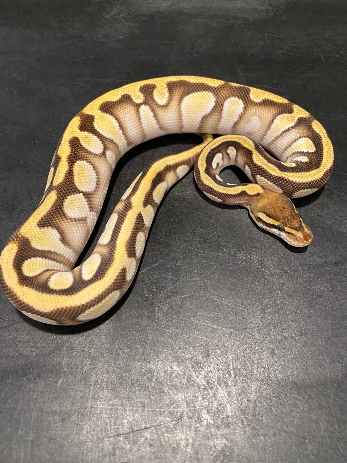 Cypress OD Phantom/Mojave Ball Python by Sweet Serpents Tampa - MorphMarket