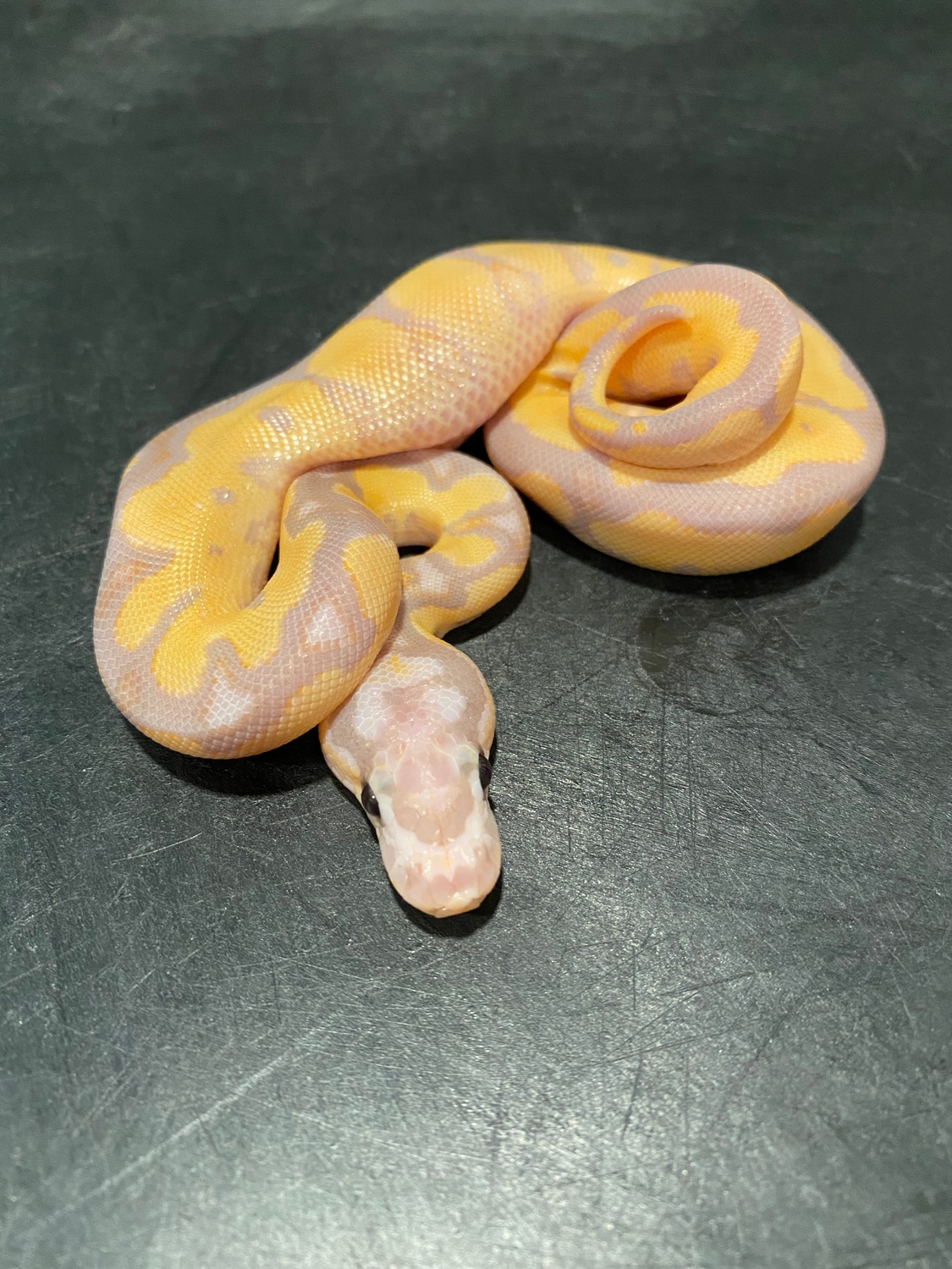 Banana Clown Ball Python by Sweet Serpents Tampa - MorphMarket