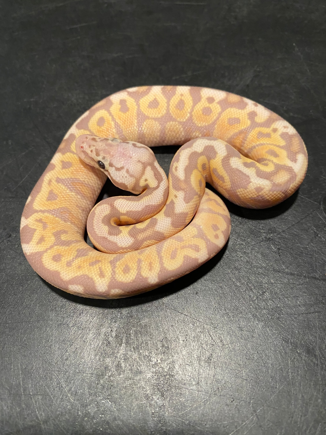 Banana Pastel Spotnose Het Clown Ball Python by Sweet Serpents Tampa ...