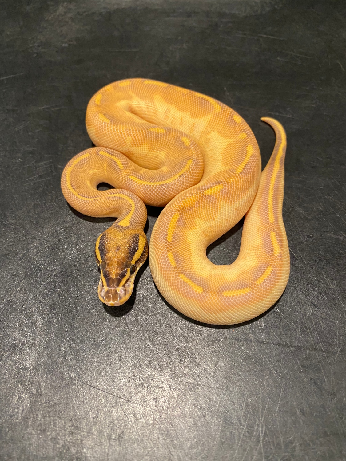 Orange Dream Enchi Highway Ball Python by Sweet Serpents Tampa ...