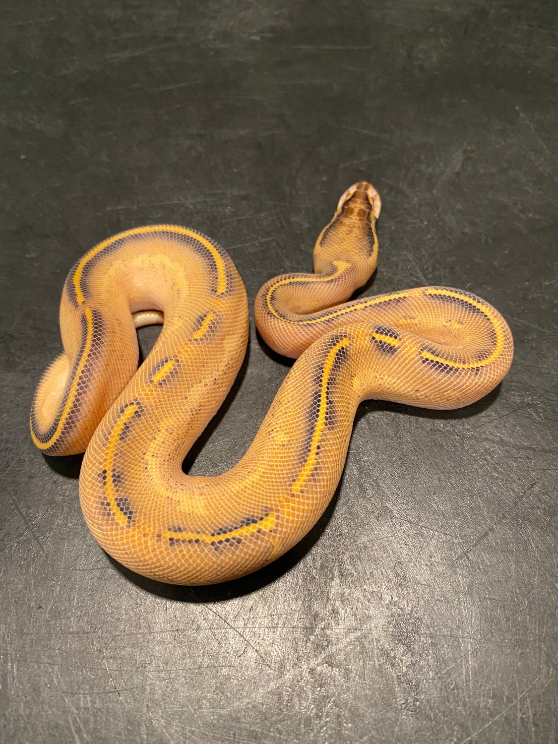 Highway Ball Python by Sweet Serpents Tampa - MorphMarket