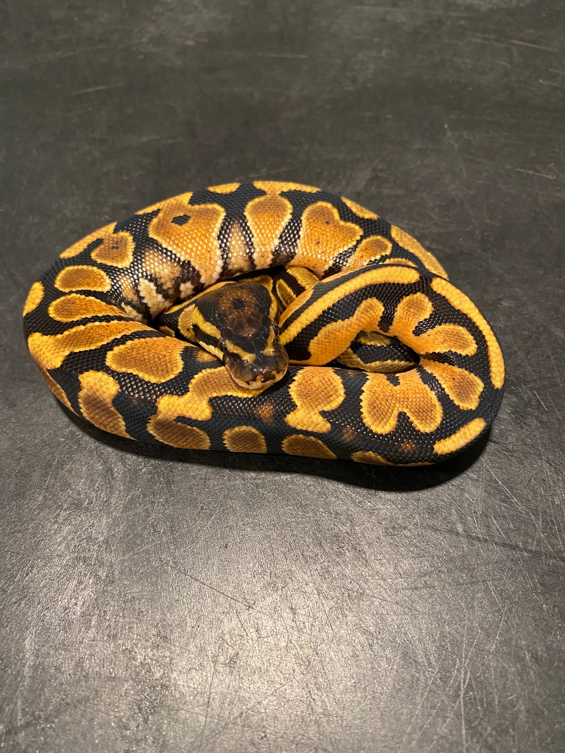 Orange Dream Yb/Gravel Ball Python by Sweet Serpents Tampa - MorphMarket
