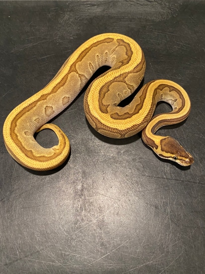 Enchi Pinstripe Mojave/ Phantom Ball Python by Sweet Serpents Tampa