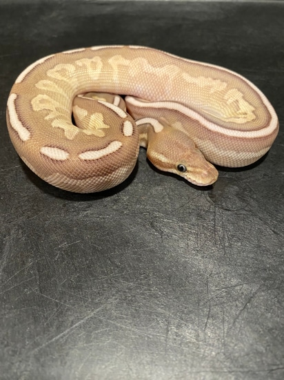 Cinnamon Mojave Fire Pos Calico Ball Python by Sweet Serpents Tampa