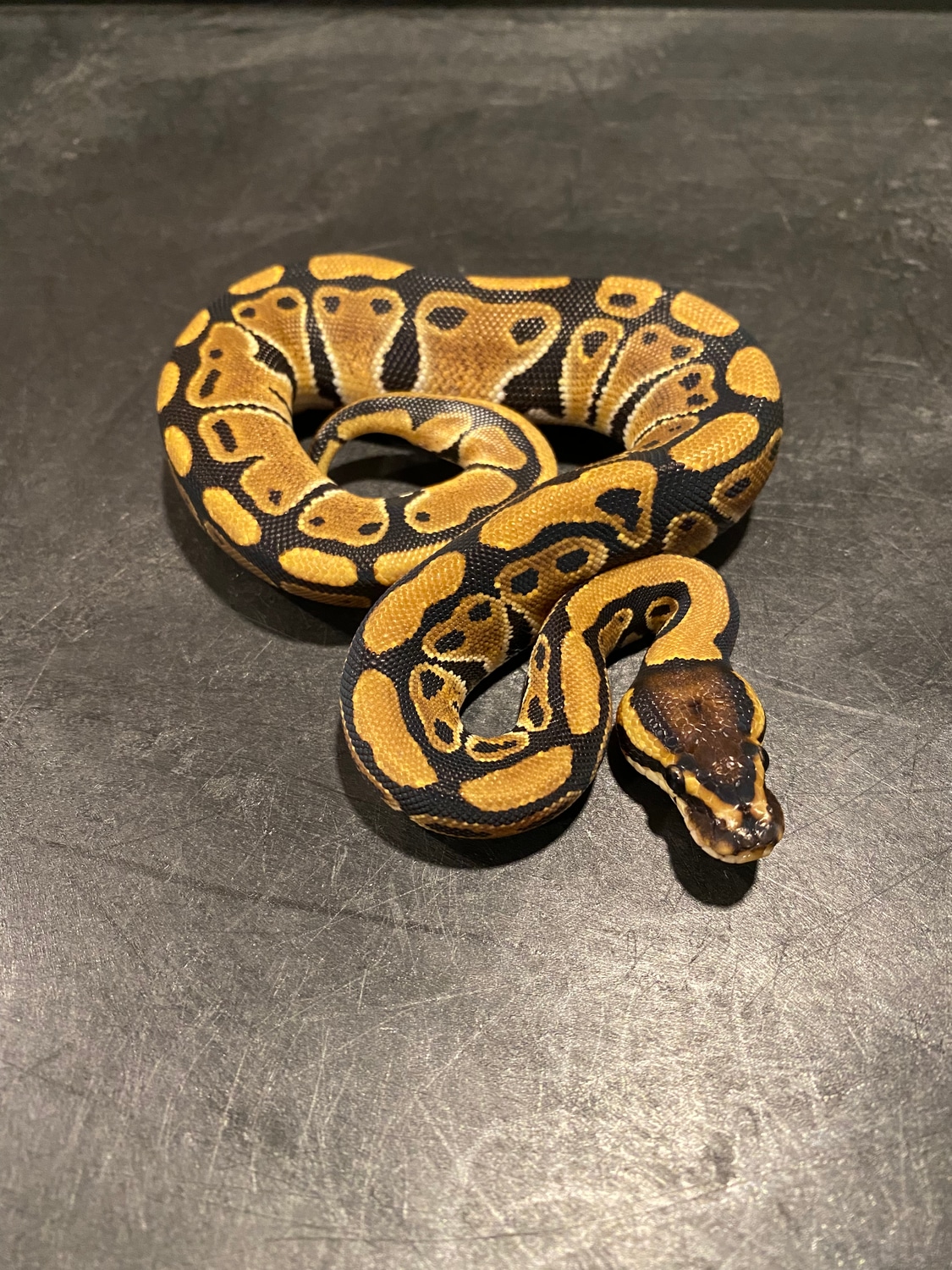 Normal Het Dg 66% Het Clown Ball Python by Sweet Serpents Tampa ...
