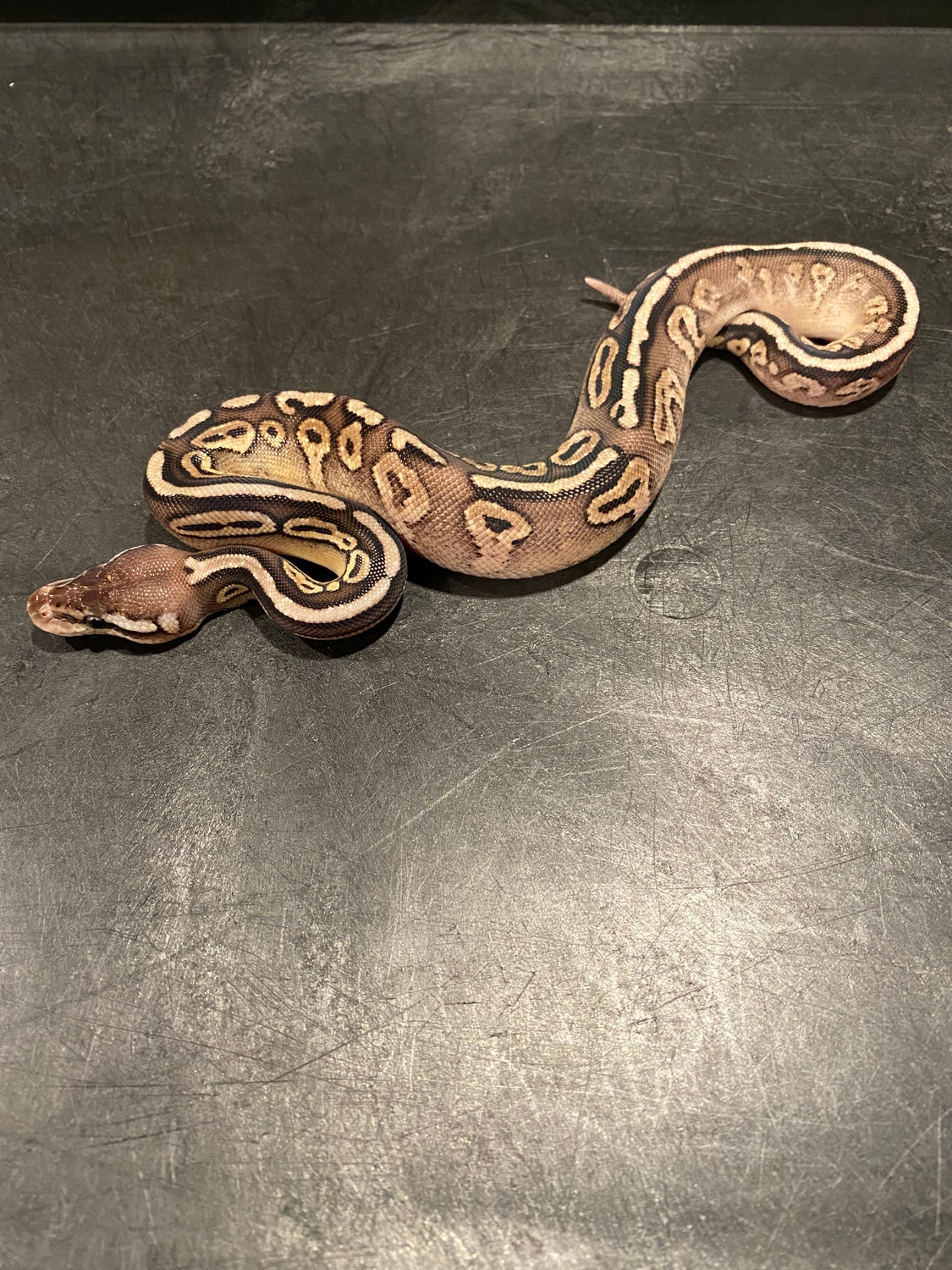 Pastel Cinnamon Mojave Calico Ball Python by Sweet Serpents Tampa ...