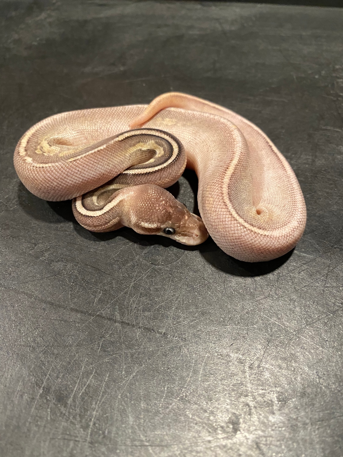Pastel Cinnamon Mojave Leopard Calico Ball Python by Sweet Serpents ...