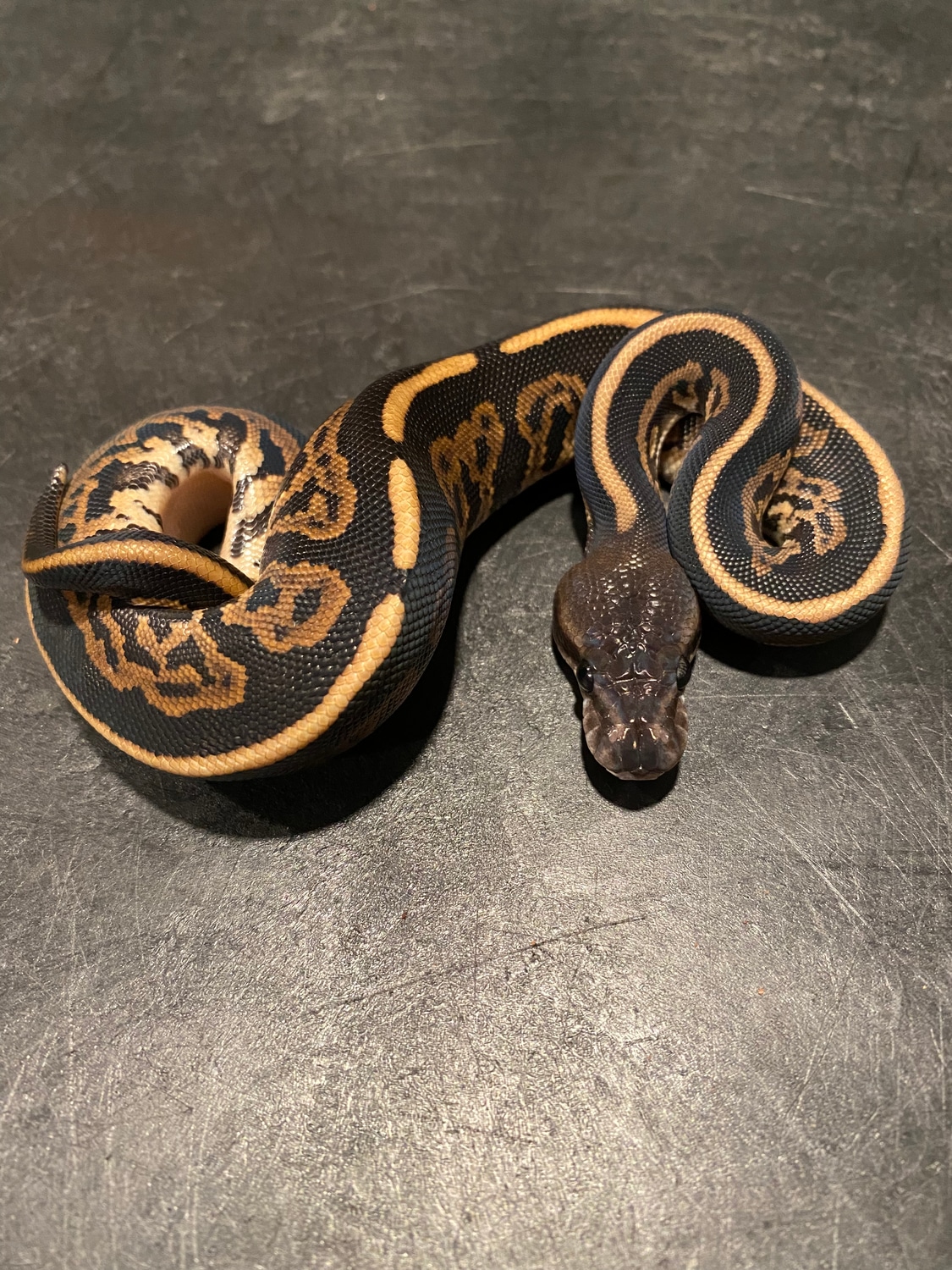 Mahogany Cinnamon Leopard Ball Python by Sweet Serpents Tampa - MorphMarket