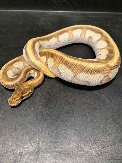 Cypress Orange Dream Mojave/Phantom Enchi Pos Leopard Ball Python by ...