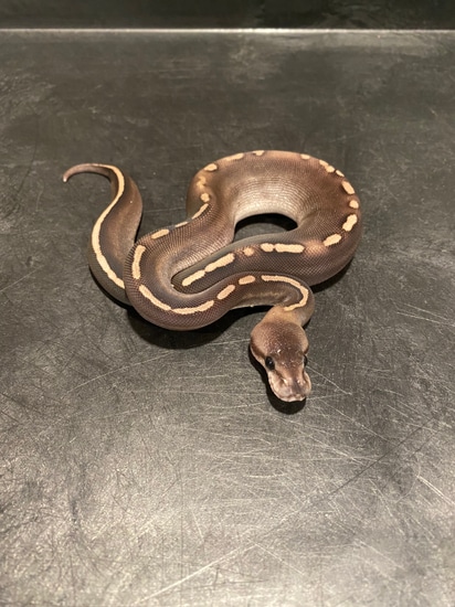 Mahogany Ghi Leopard Cinnamon Ball Python by Sweet Serpents Tampa