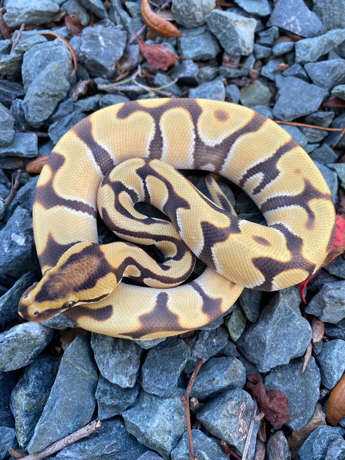 Orange Dream Enchi Desert Ghost 66% Het Clown Ball Python by Sweet ...