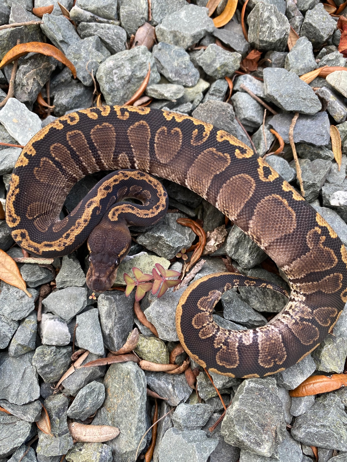 Ghi Mahogany Ball Python by Sweet Serpents Tampa - MorphMarket