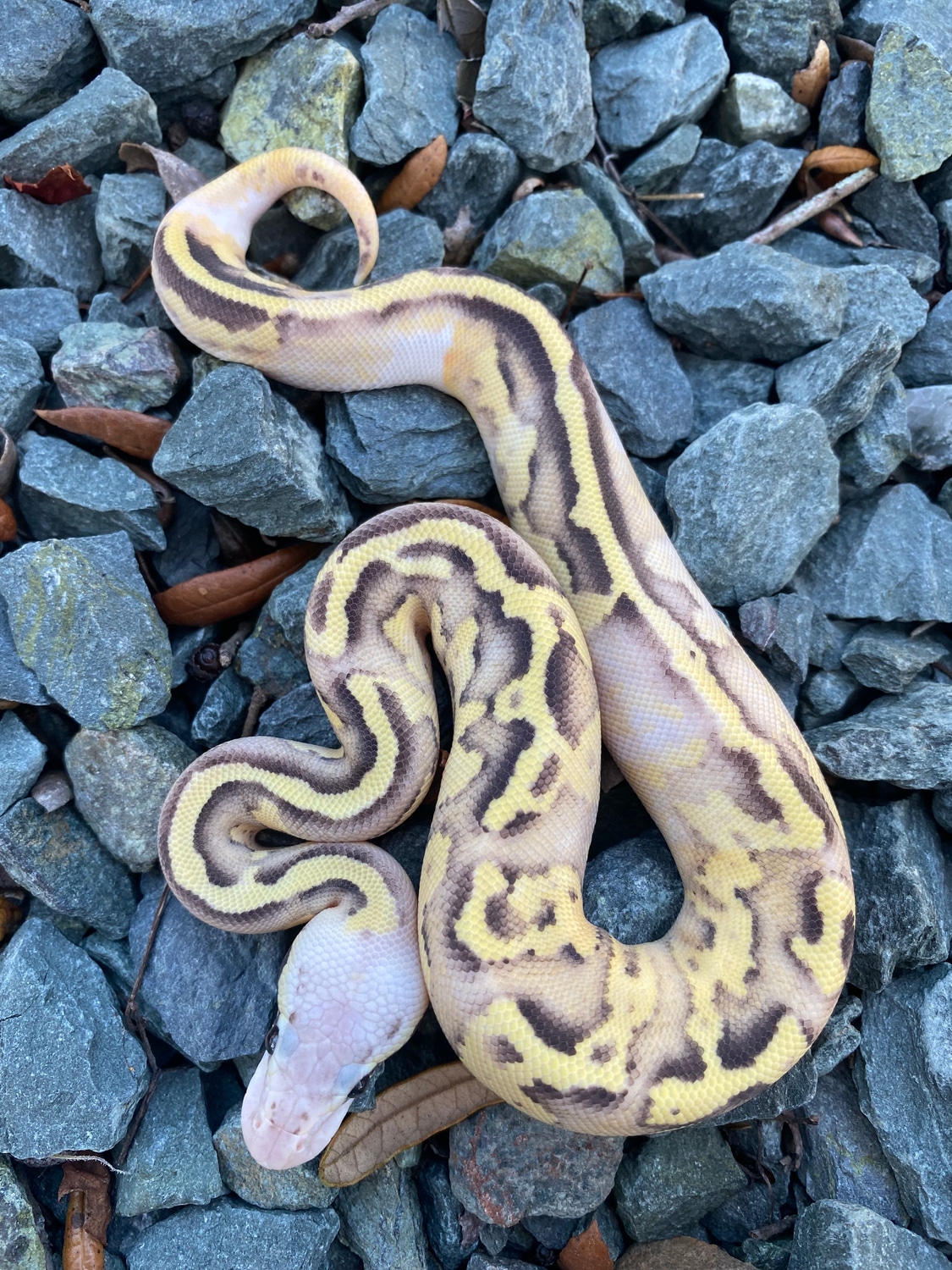 Pastel Disco Inferno Ball Python by Sweet Serpents Tampa - MorphMarket