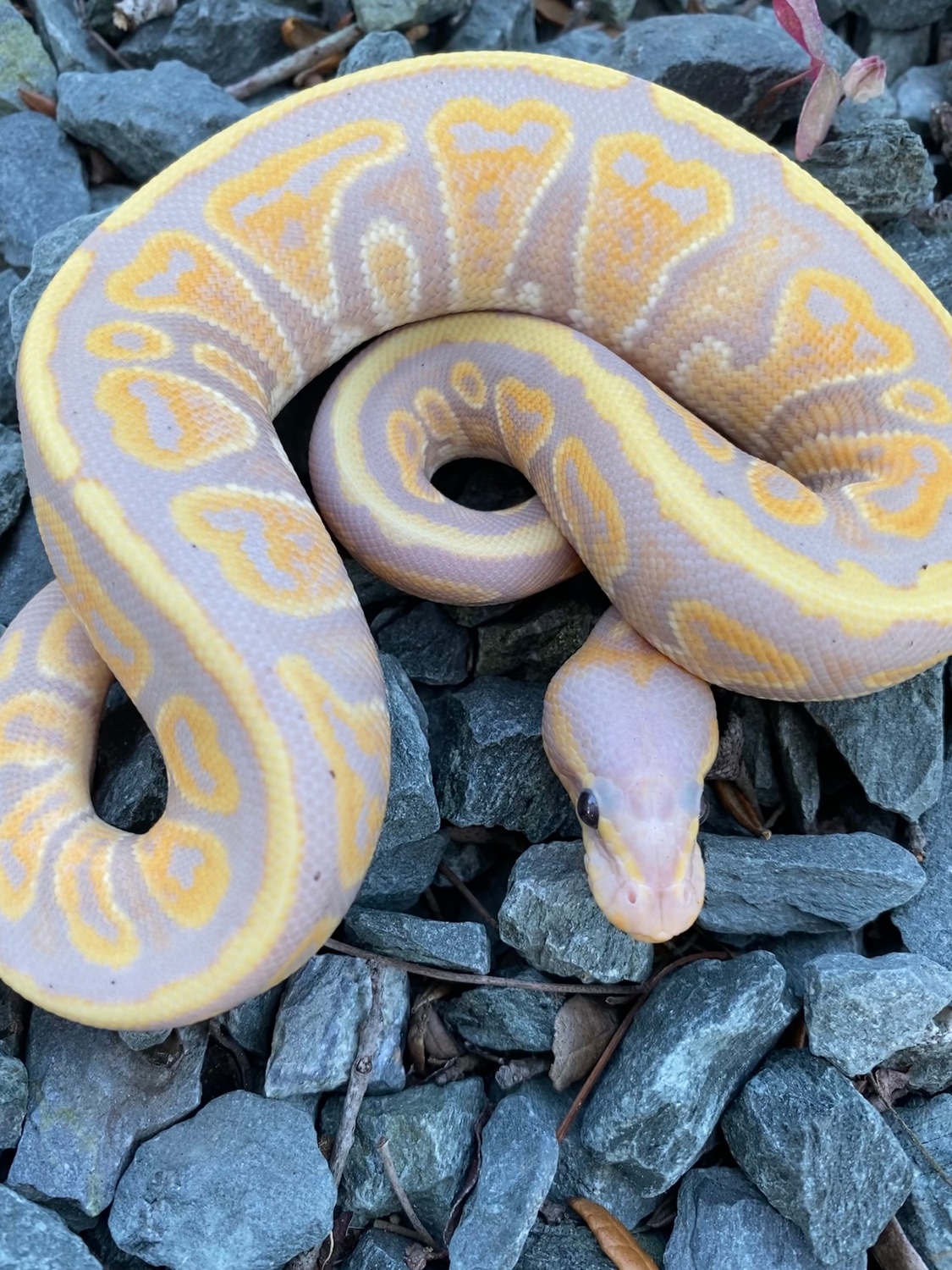 Banana Mahogany Pos Het Pied Ball Python by Sweet Serpents Tampa ...