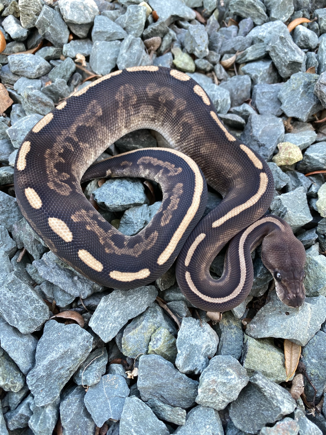 Mahogany Ghi Leopard Ball Python by Sweet Serpents Tampa - MorphMarket