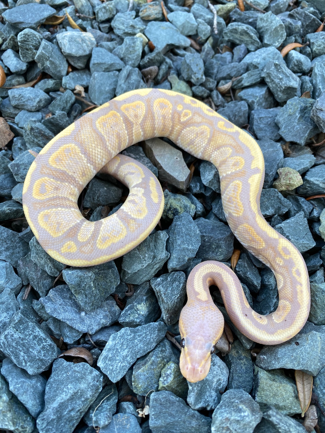 Banana Mahogany Pos Het Pied Ball Python by Sweet Serpents Tampa ...
