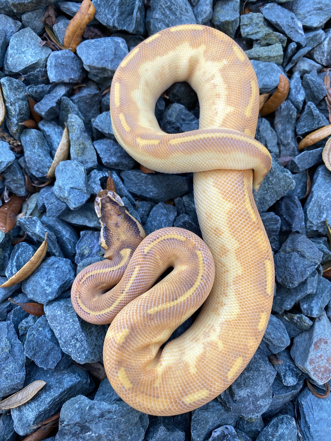 Enchi Highway Ball Python by Sweet Serpents Tampa - MorphMarket