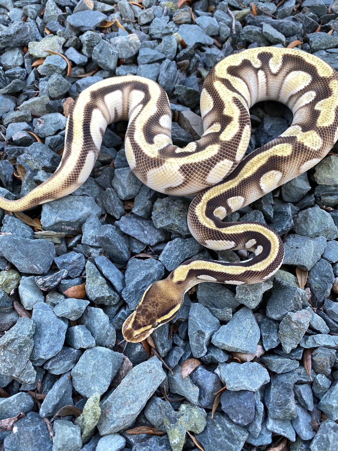 Cypress OD Phantom/Mojave Ball Python by Sweet Serpents Tampa - MorphMarket