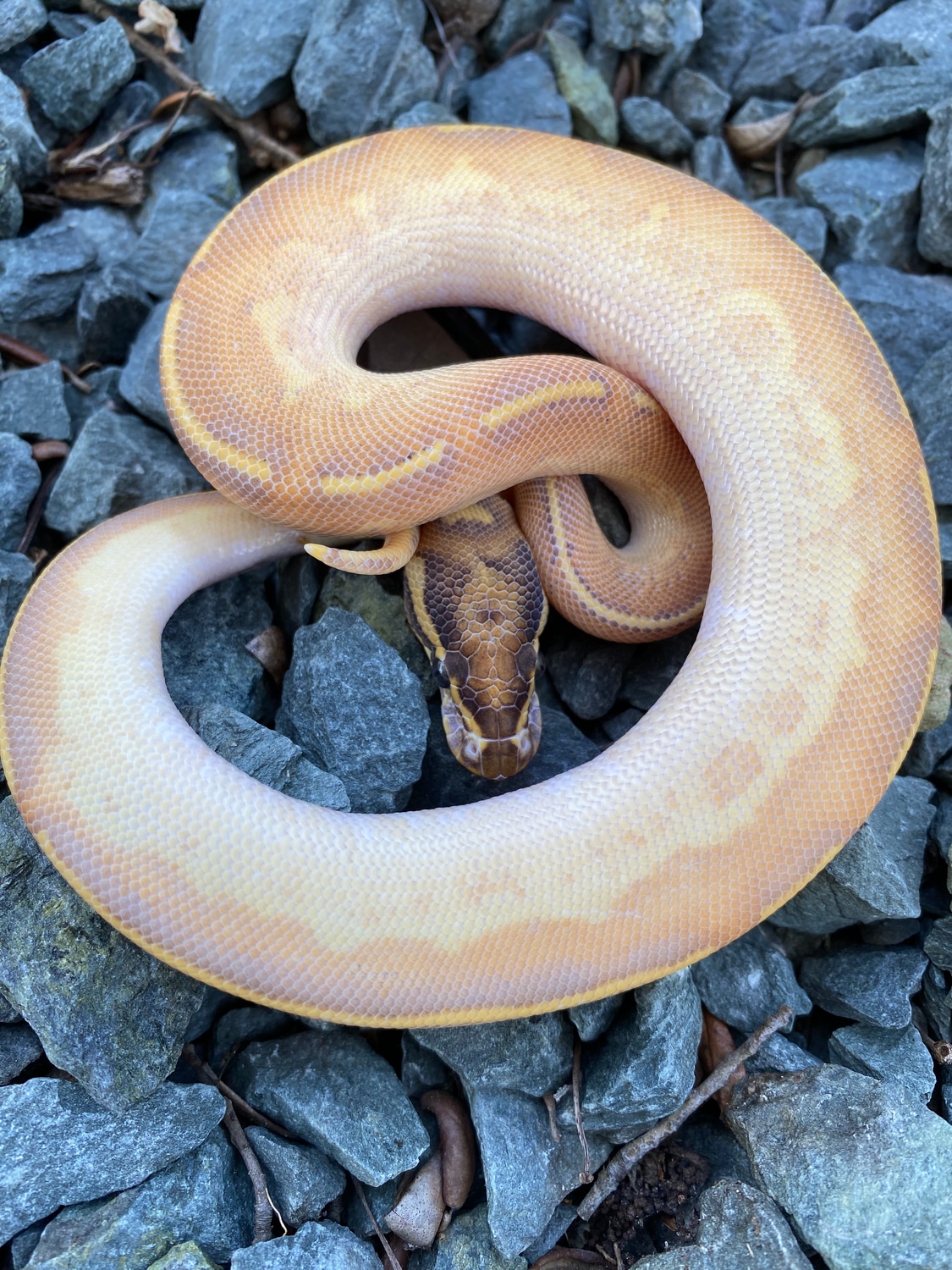 Orange Dream Enchi Highway Ball Python by Sweet Serpents Tampa ...