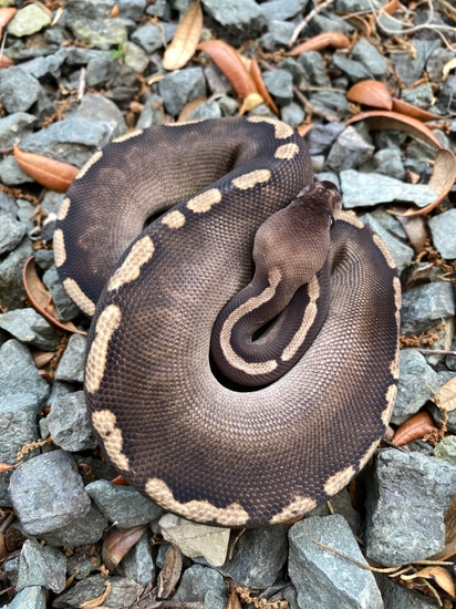 Mahogany Ghi Cinnamon Ball Python by Sweet Serpents Tampa