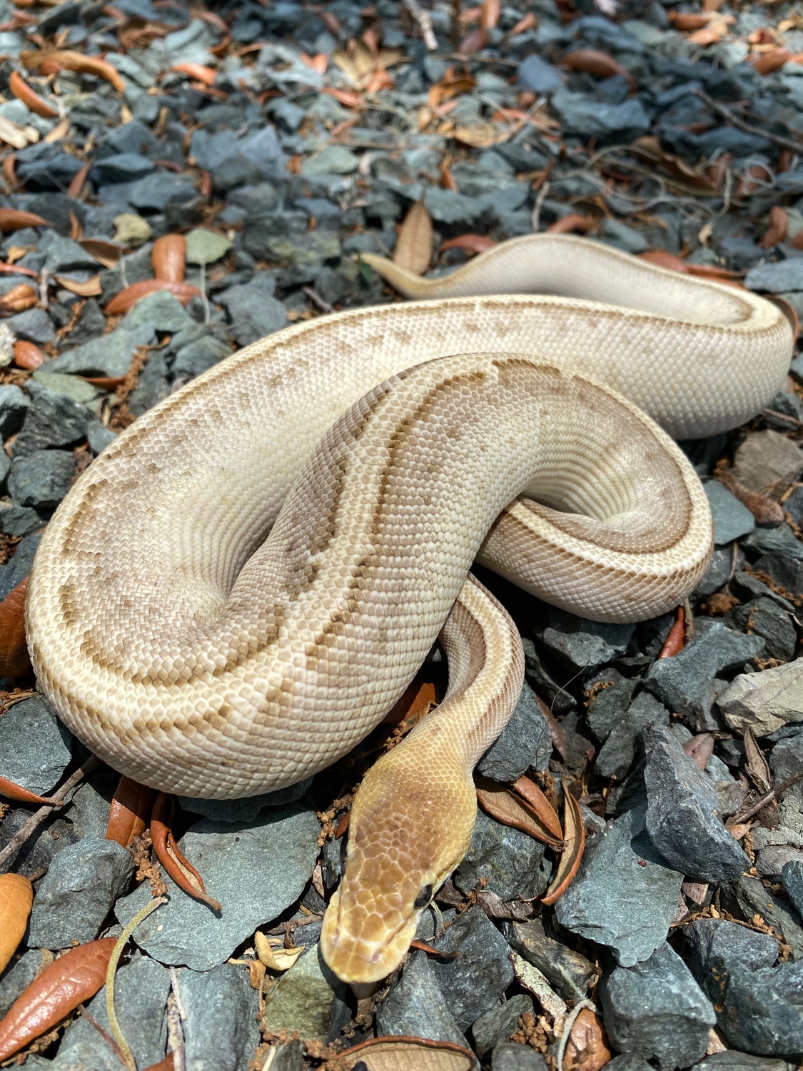 Cypress Od Pinstripe Mojave/Phantom Ball Python by Sweet Serpents Tampa ...