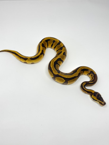 Orange Dream Enchi Leopard Yellow Belly Ball Python by Sweet Serpents Tampa