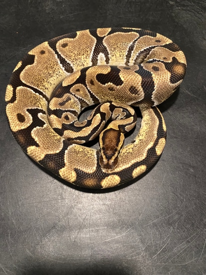Enchi Het Desert Ghost 66% Clown Ball Python by Sweet Serpents Tampa