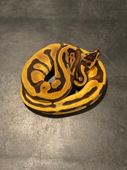Orange Dream Enchi Leopard Yellow Belly Ball Python by Sweet Serpents Tampa