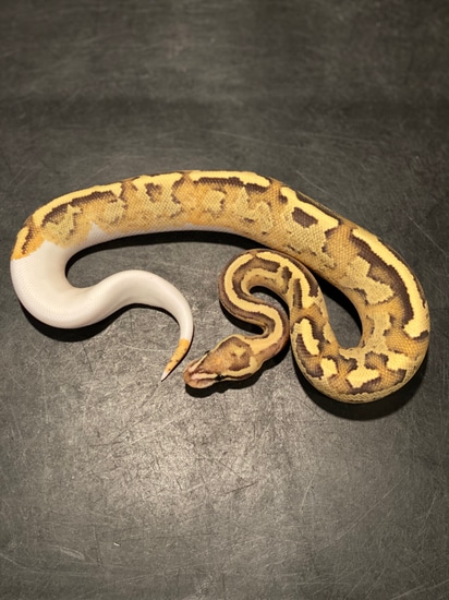 Disco Inferno Ball Python by Sweet Serpents Tampa