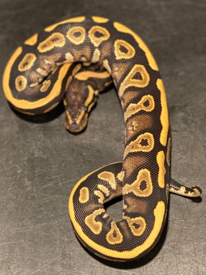 Mojave Asphalt Het Pied Ball Python by Sweet Serpents Tampa