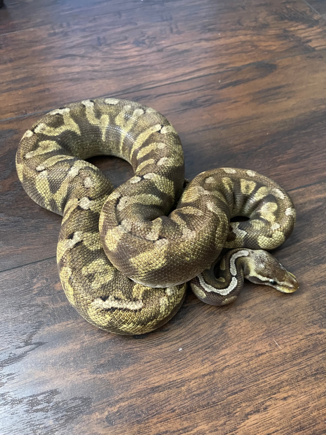 Pewter GHI 50% Het Clown Ball Python by B&Z Exoticz - MorphMarket