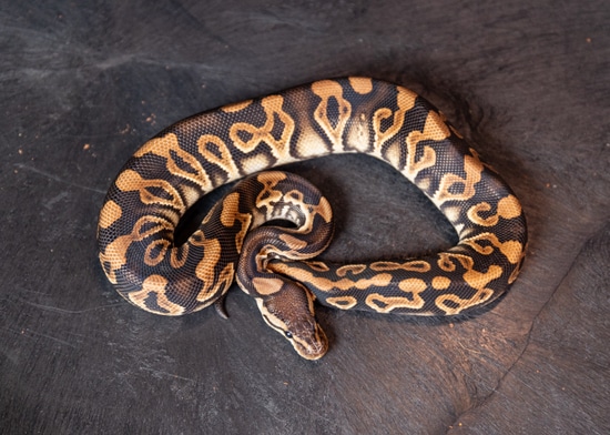 Black Pastel Crypton Het Desert Ghost Het Hypo Ball Python by B&Z Exoticz