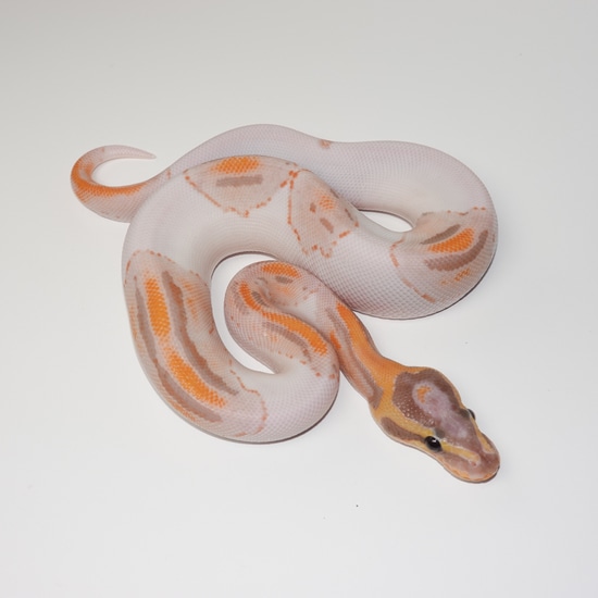 Banana Orange Dream Piebald Het Clown Ball Python by B&Z Exoticz