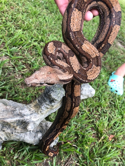 Arabesque Key West Het Sharp Boa Constrictor by Fresh Shed Reptiles