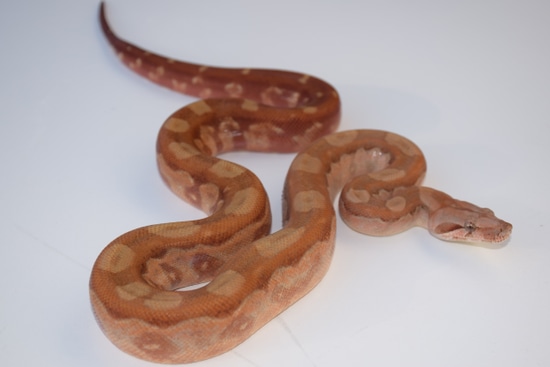 CA Sunglow Inca Boa Constrictor by Fresh Shed Reptiles