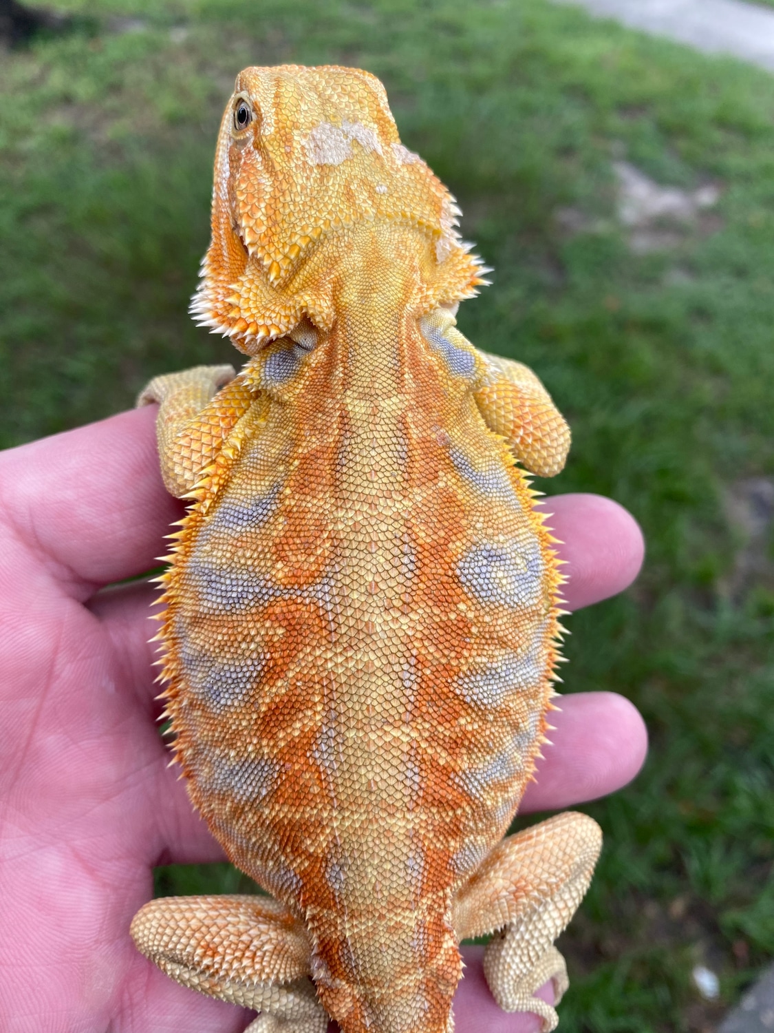 Hypo Leather Blue Barred Tiger Pos Het Trans Central Bearded Dragon by ...