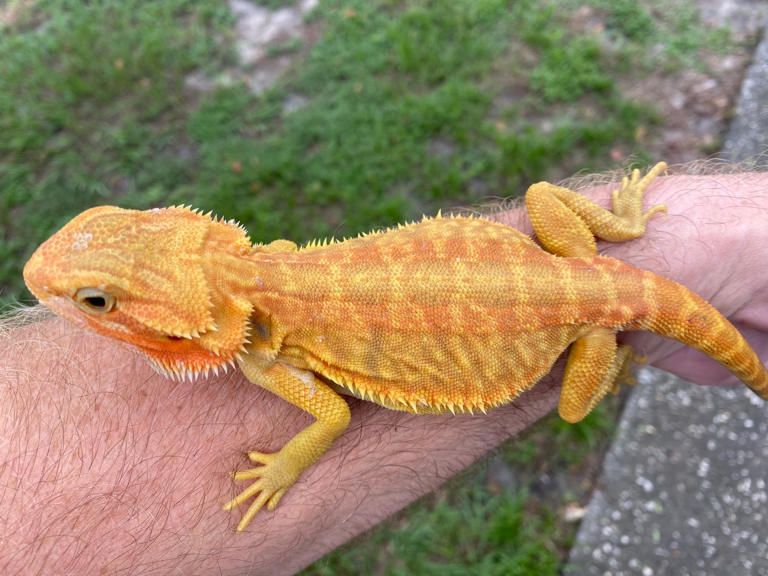 Hypo Trans Genetic Stripe Leather Back Citrus Central Bearded Dragon by ...